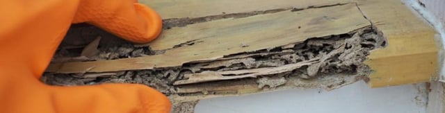 How to tell if you have termites: 8 signs to look for