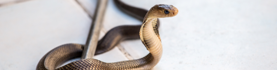 6 signs you may have a snake living in your home
